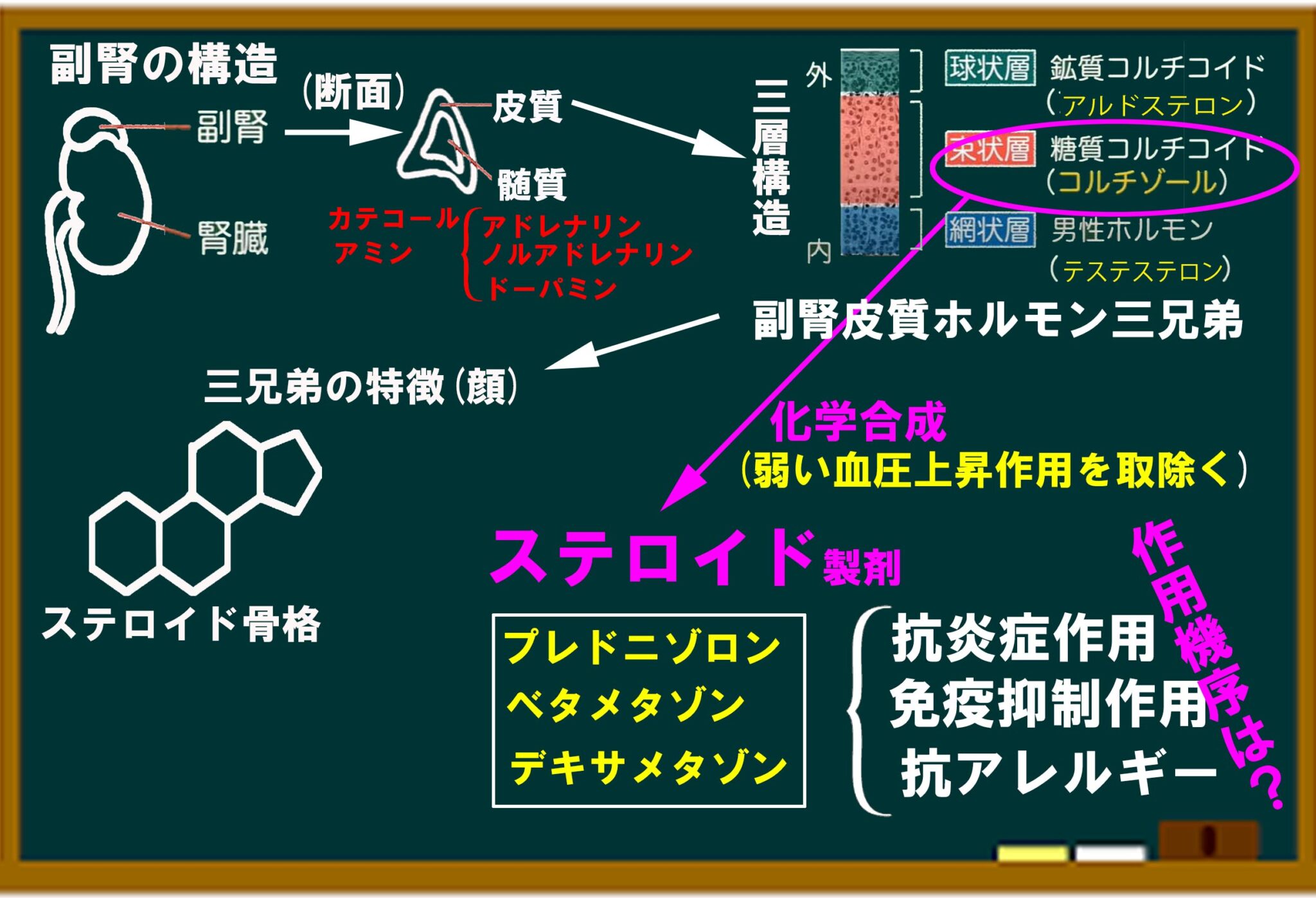 ステロイドの薬効ってムチャ多いけど、体内でどのように働いているの？ 絵とゴロで楽しく覚えるクスリの名前